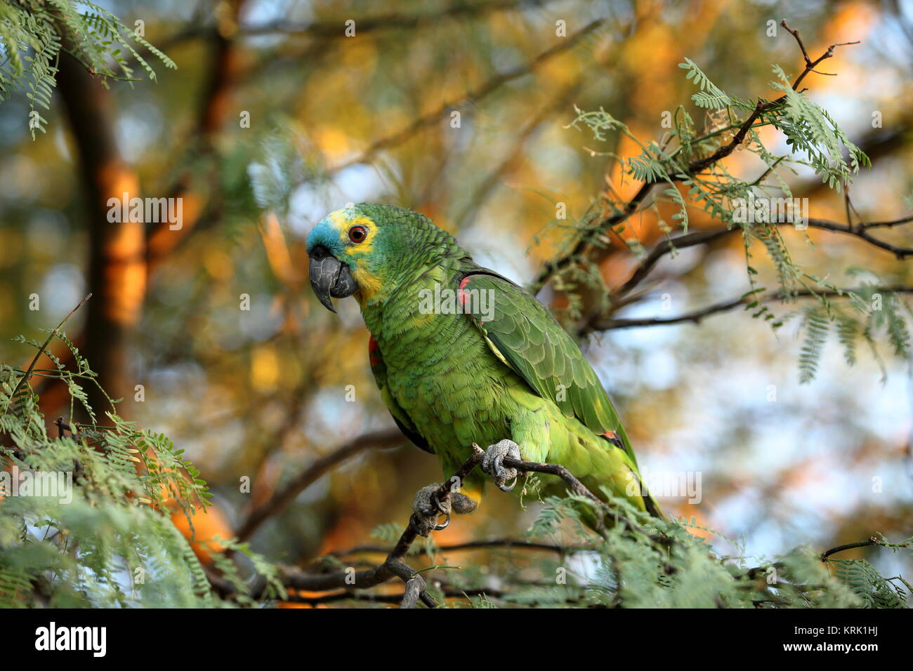 blue-crowned amazon parrot Stock Photo - Alamy