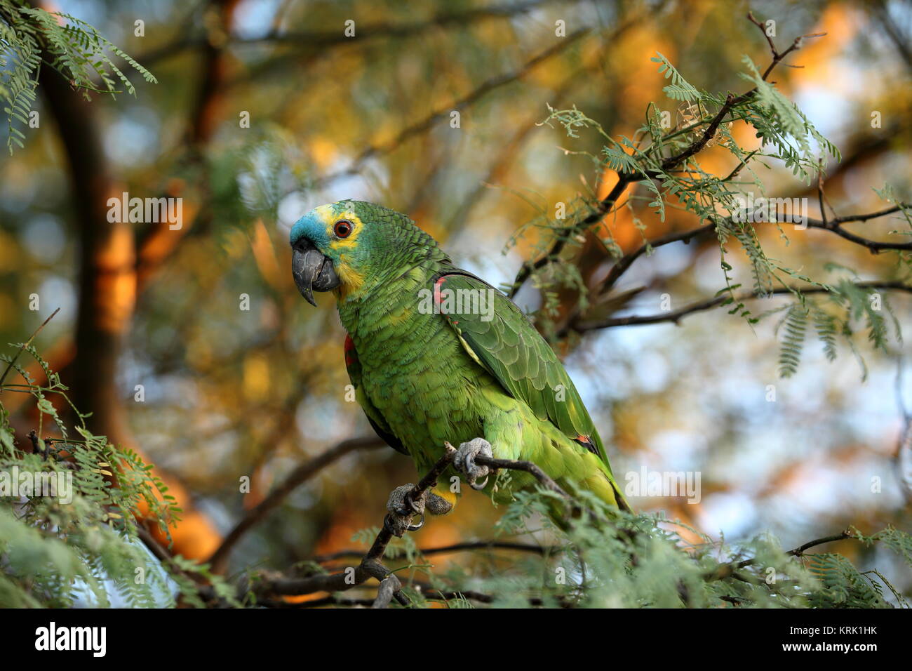 blue-crowned amazon parrot Stock Photo - Alamy
