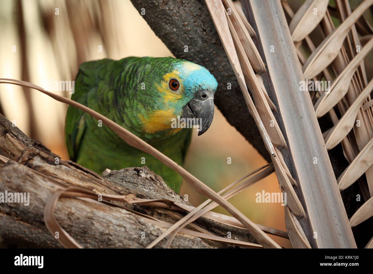 Blue crowned parrot hi-res stock photography and images - Alamy