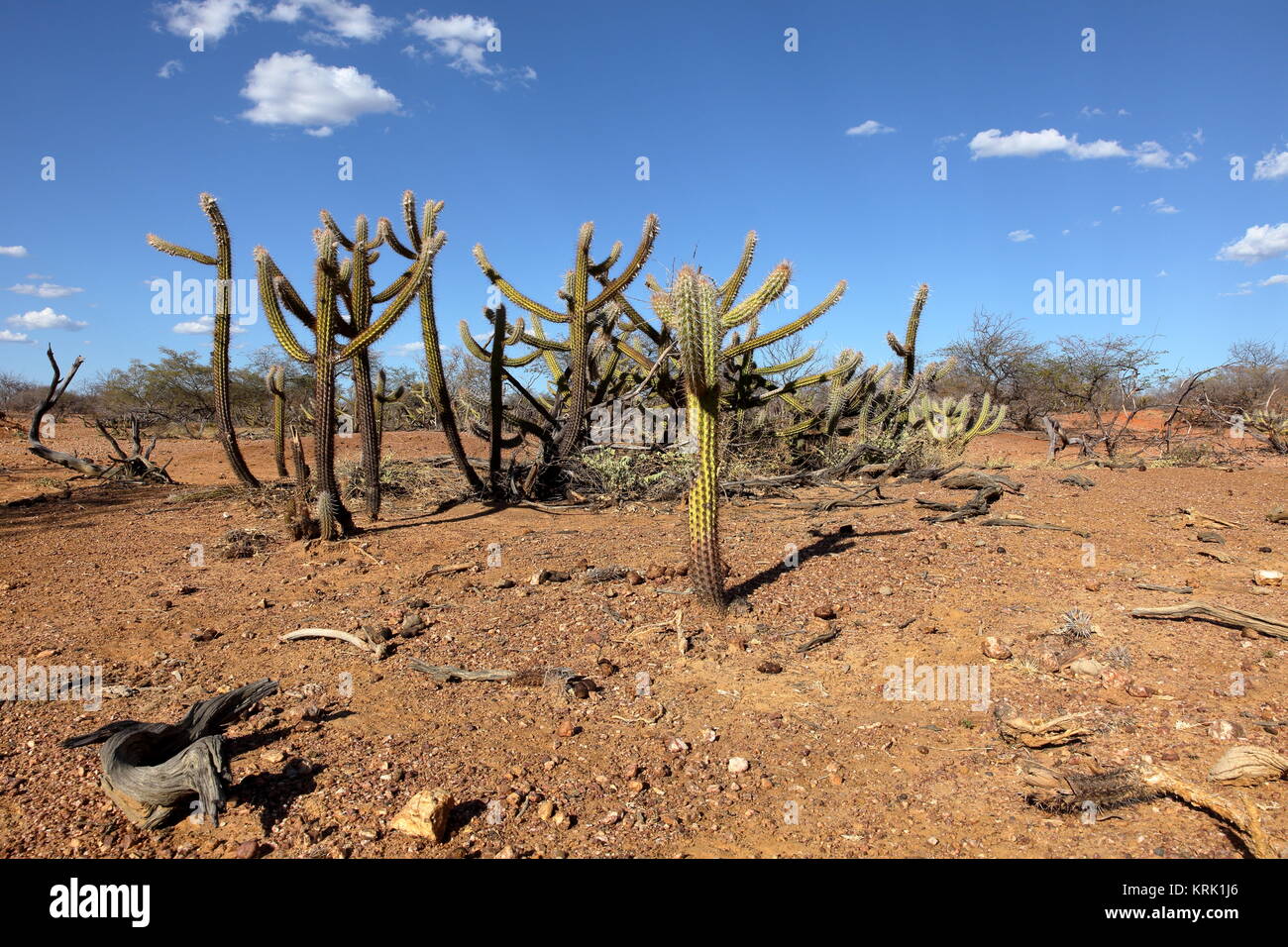 the landscape of the caatinga in brazil Stock Photo - Alamy