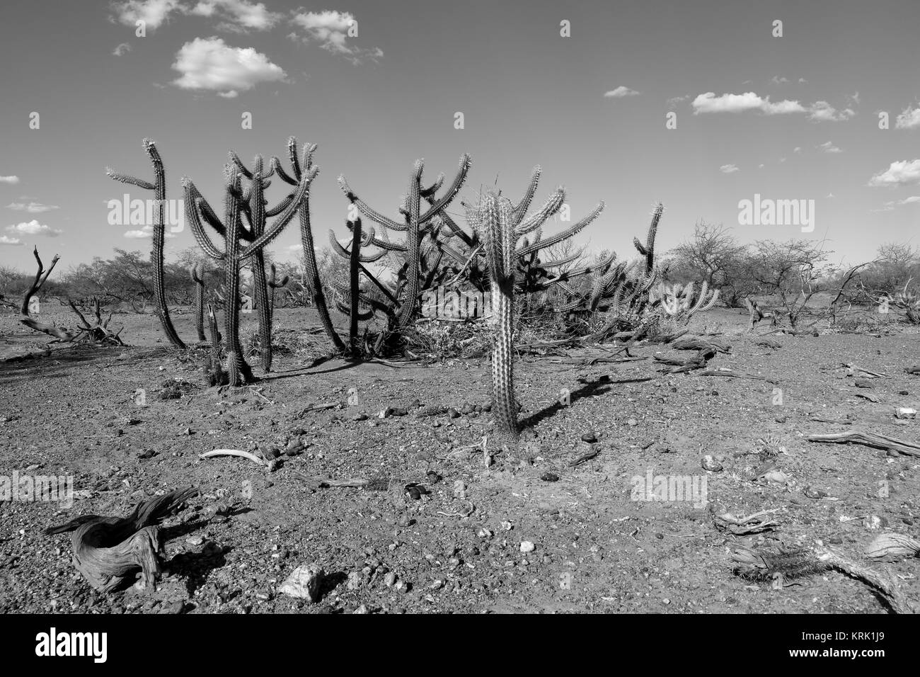 the landscape of the caatinga in brazil Stock Photo - Alamy
