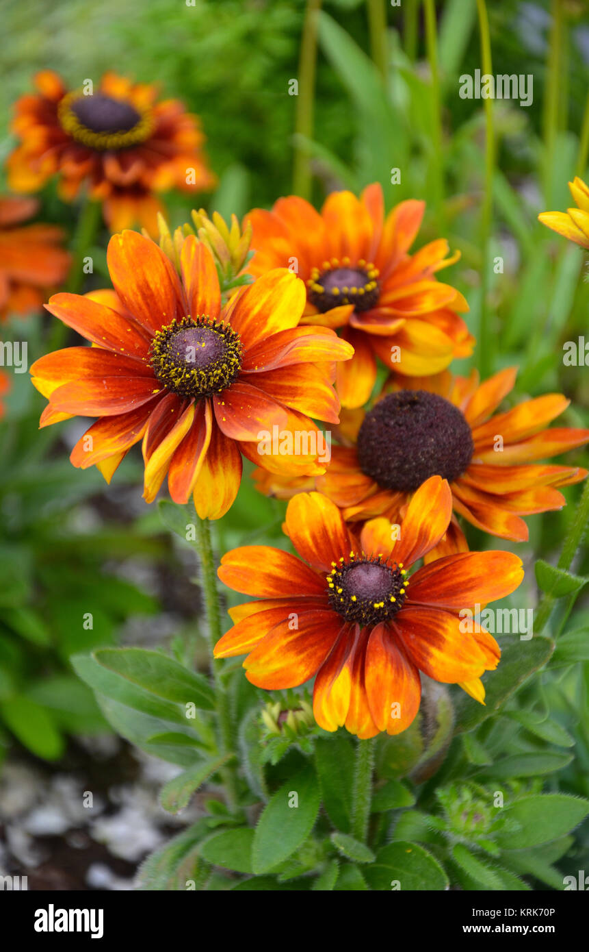 Pretty orange coneflowers Stock Photo - Alamy