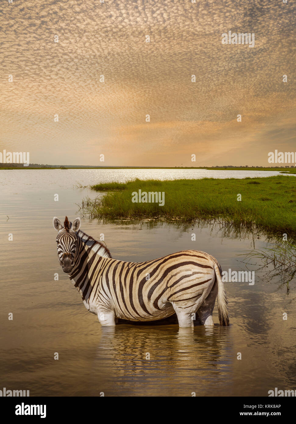 Zebra wading in river Stock Photo - Alamy