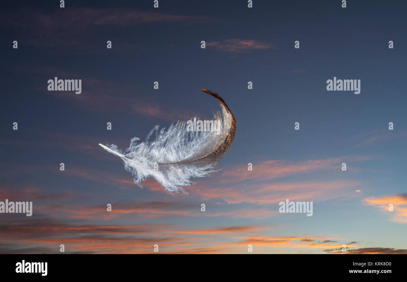 Drifting feather hi-res stock photography and images - Alamy