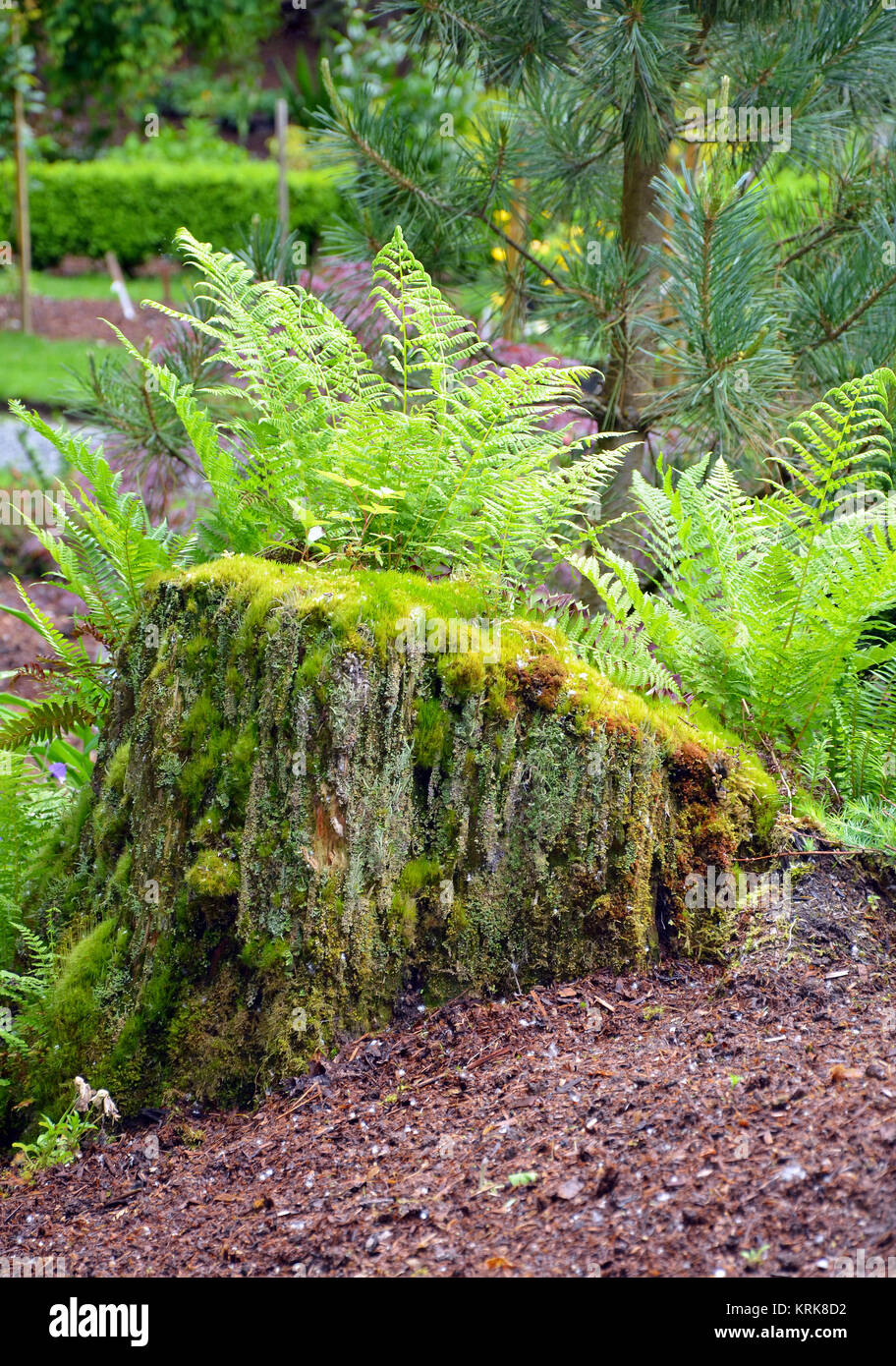 Ferns growing out of mossy old tree stump Stock Photo - Alamy