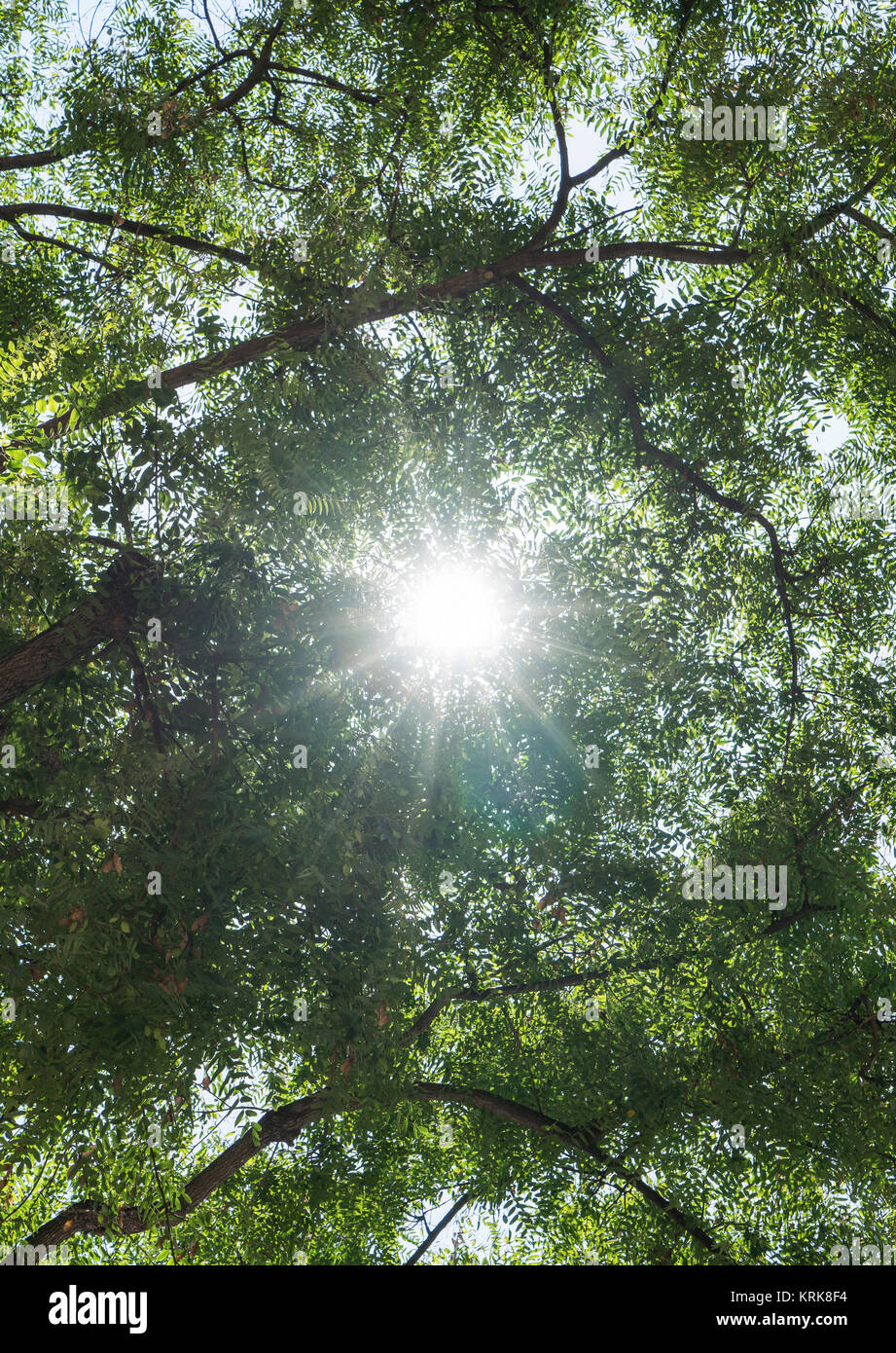 Sunbeams through branches of trees Stock Photo - Alamy