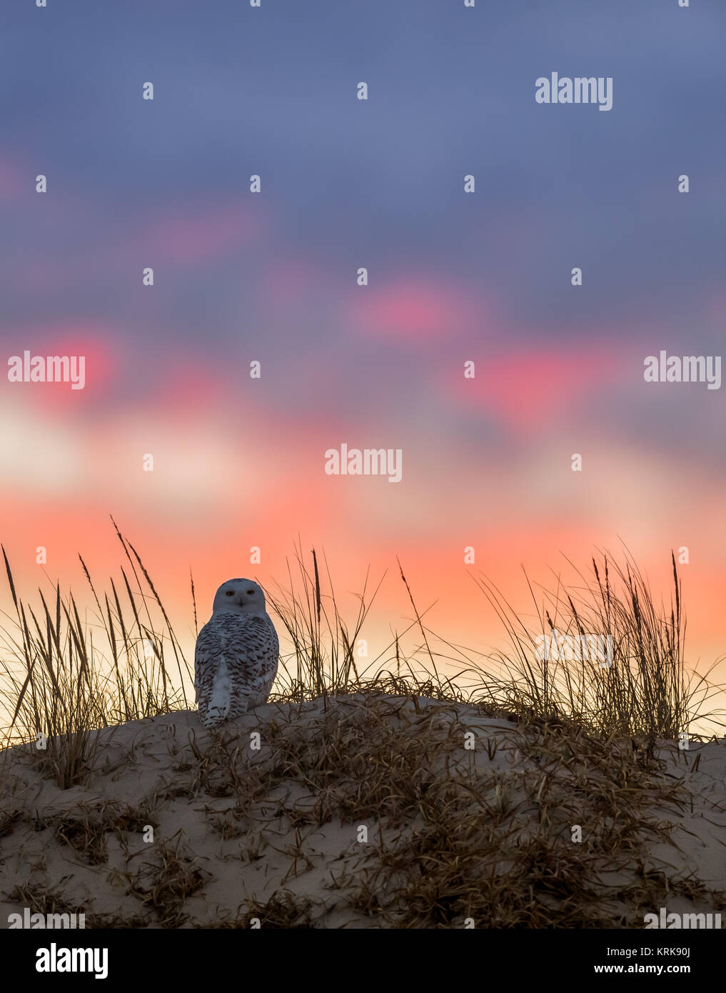 Snowy Owl on the Beach Stock Photo - Alamy