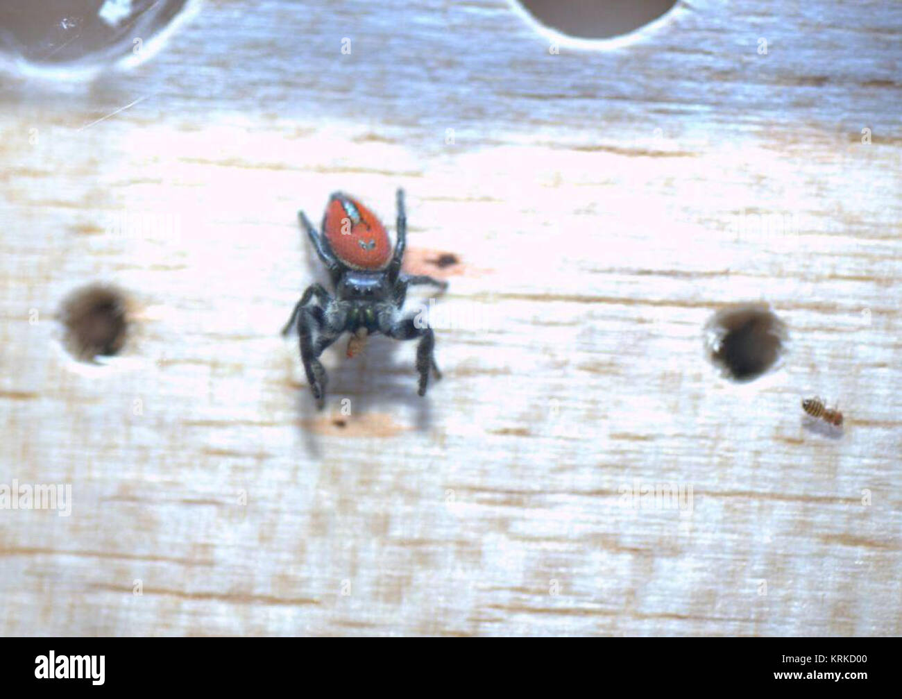 Nefertiti spider on the ISS Stock Photo - Alamy