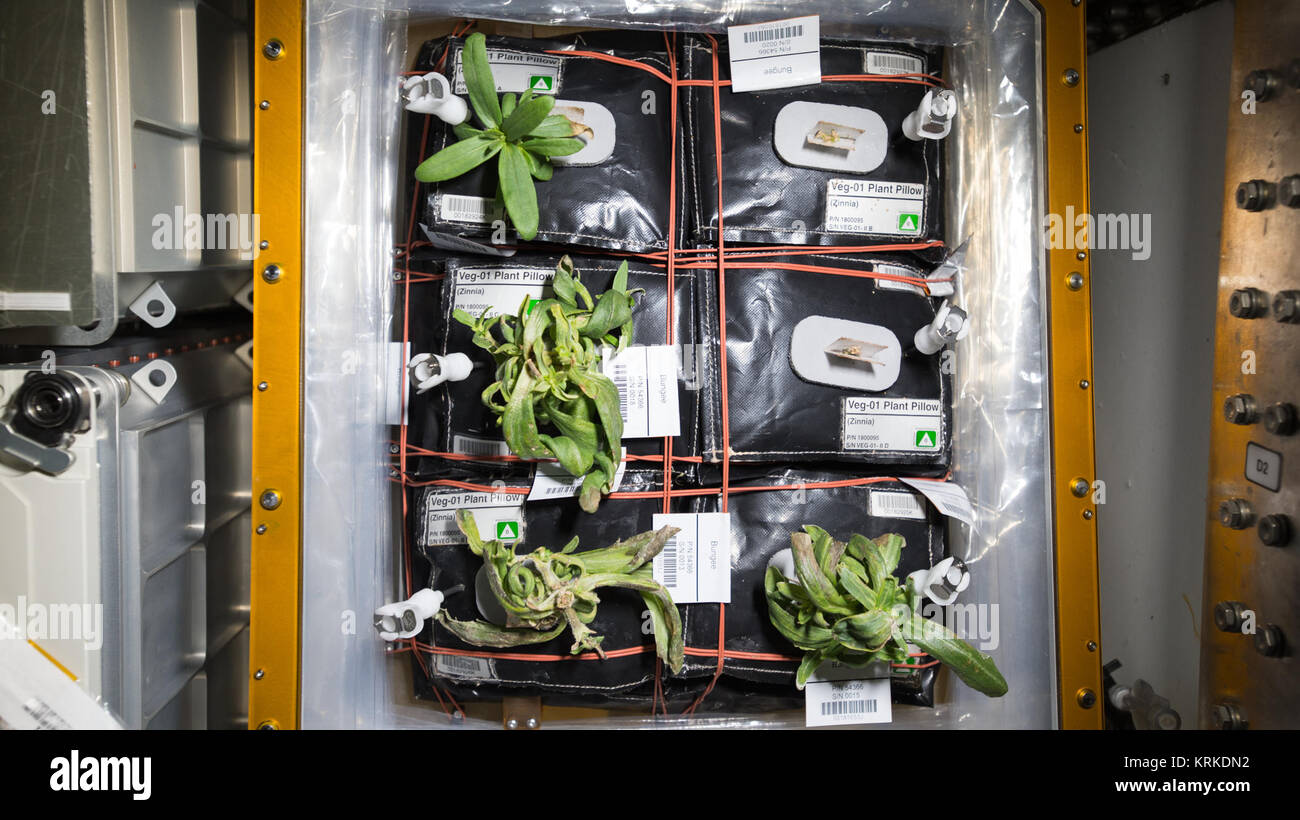 ISS-46 Zinnia flowers in the Veggie facility (2 Stock Photo - Alamy
