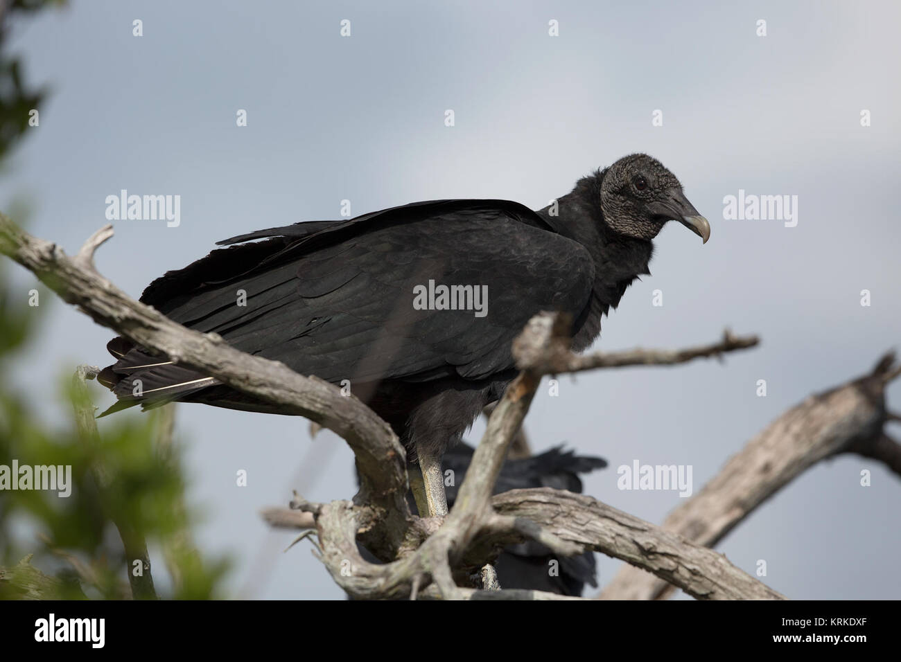 Creative photos of birds, aligators, and turtles in their native ...