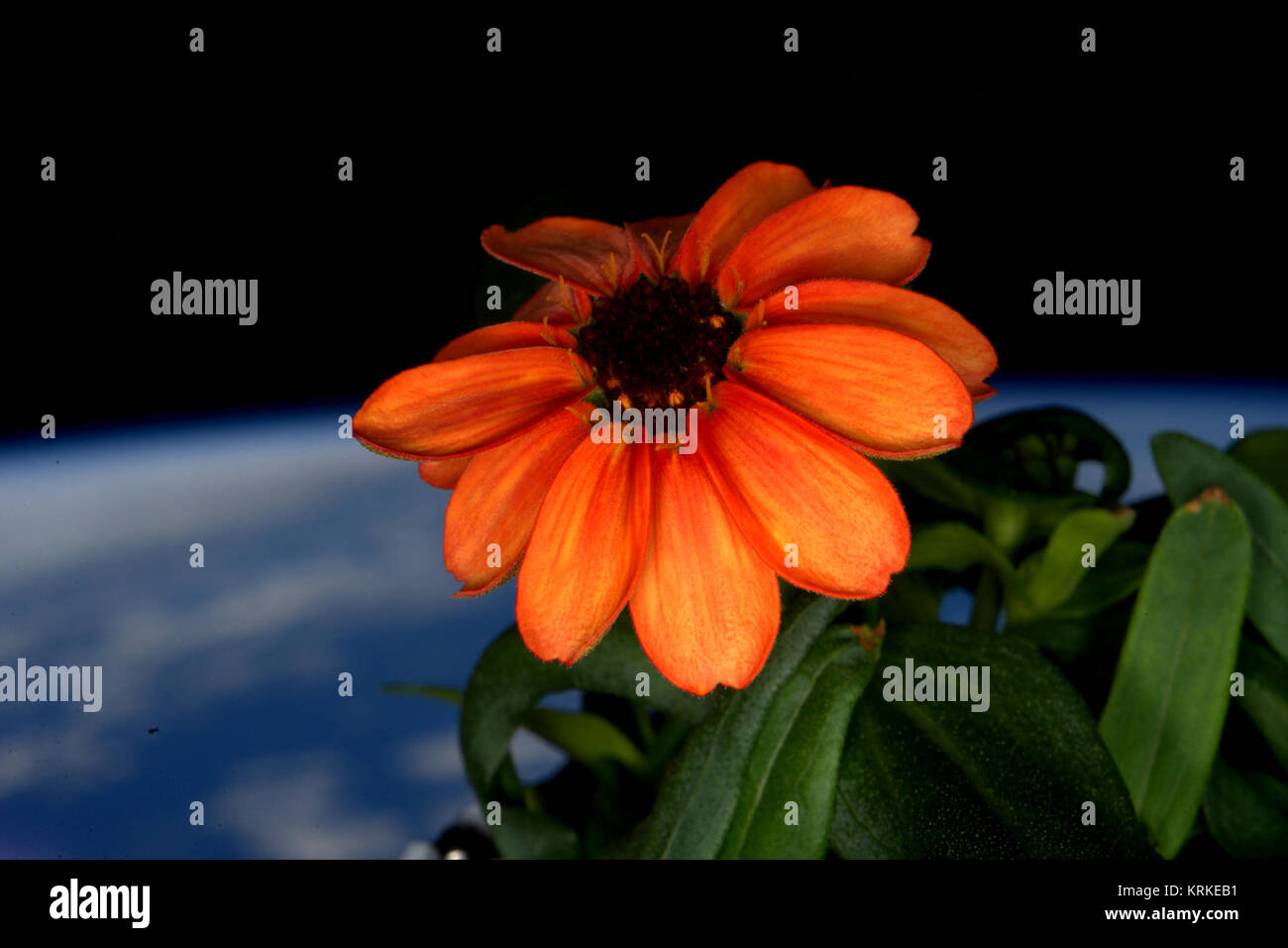 ISS-46 Zinnia flower in front of the Earth Stock Photo - Alamy