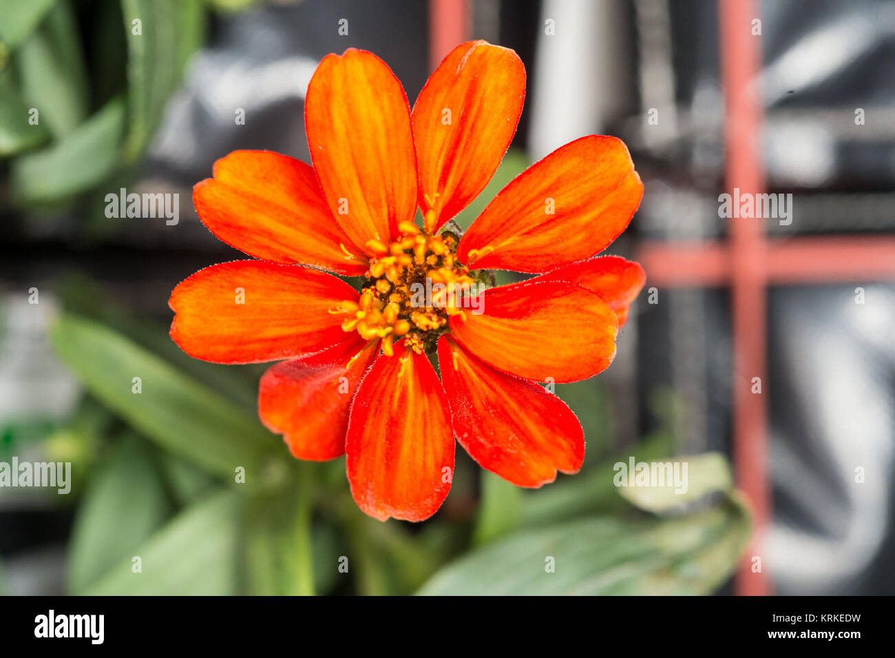 ISS-46 Zinnia flowers in the Veggie facility (7 Stock Photo - Alamy