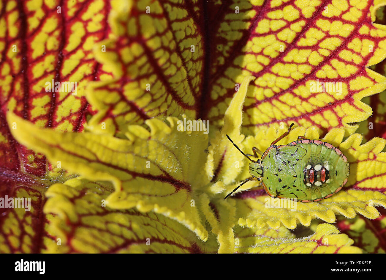 nymph of green rice bug nezara viridula on stinging nettle Stock Photo ...