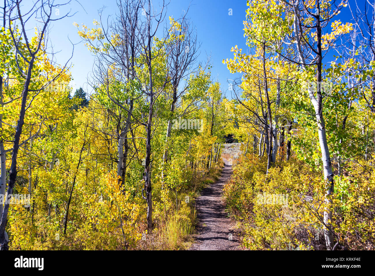 Trail and Aspen Trees Stock Photo - Alamy