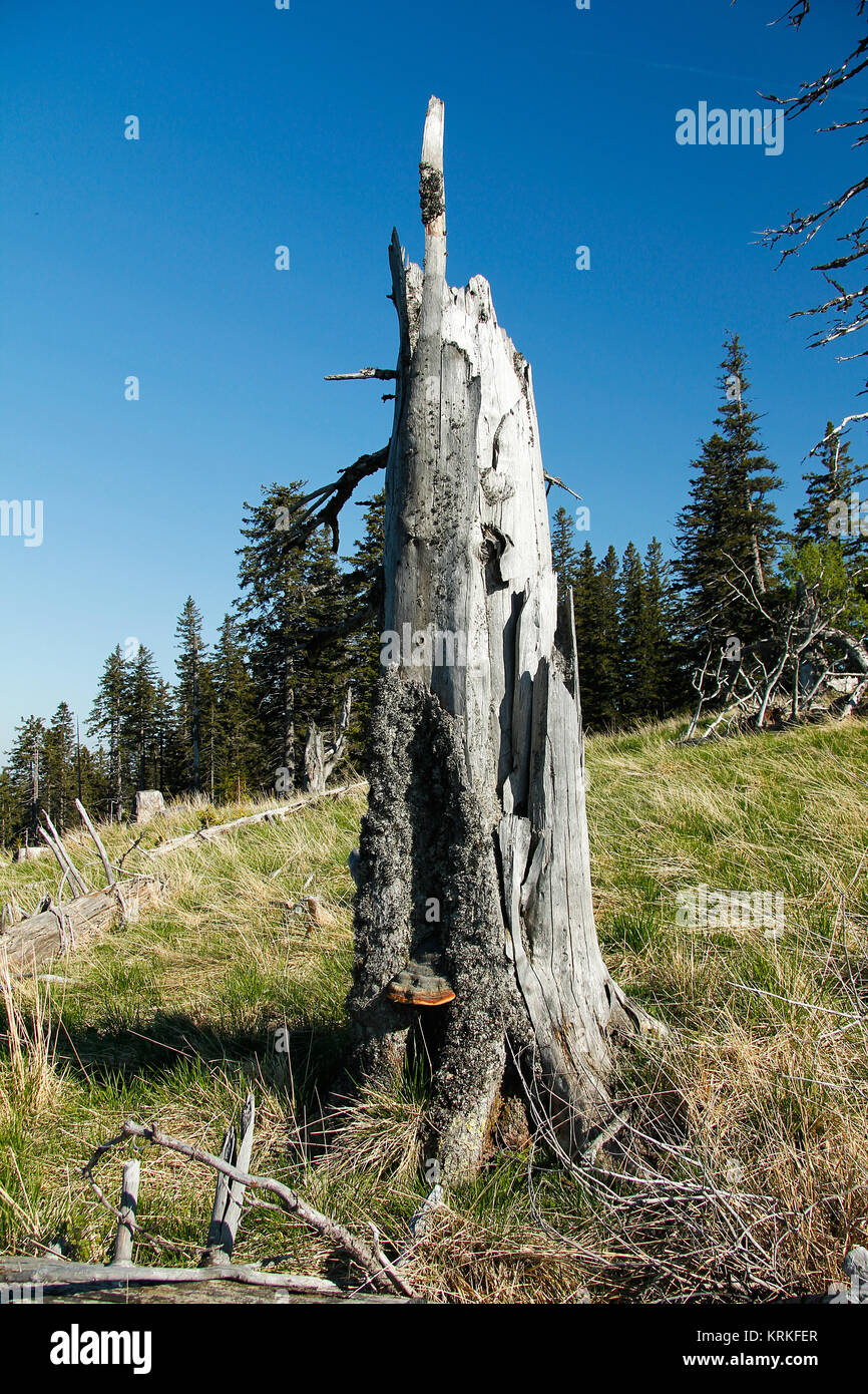 trees,tree trunks,tree line in the alps with blue sky Stock Photo - Alamy