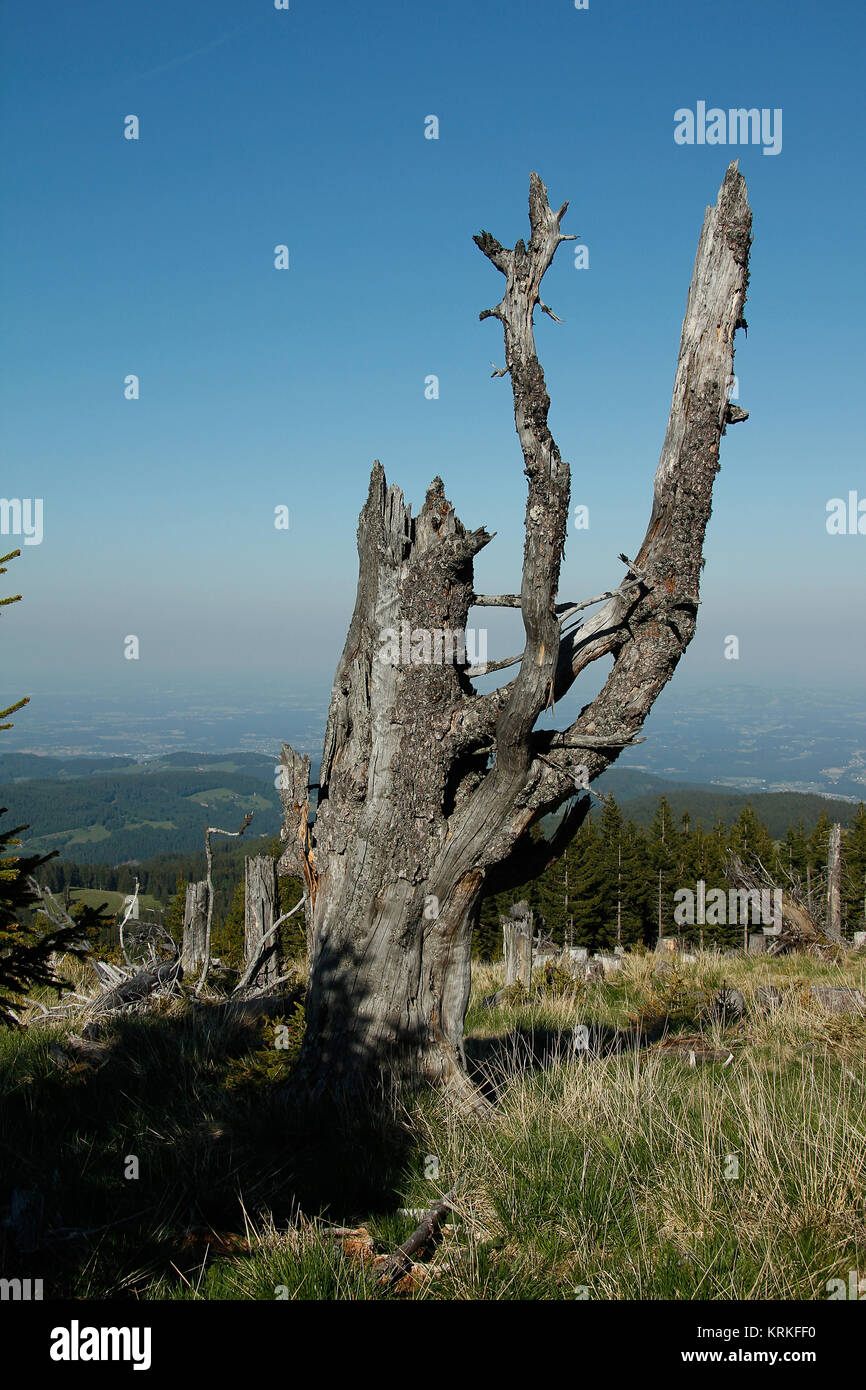 trees,tree trunks,tree line in the alps with blue sky Stock Photo - Alamy