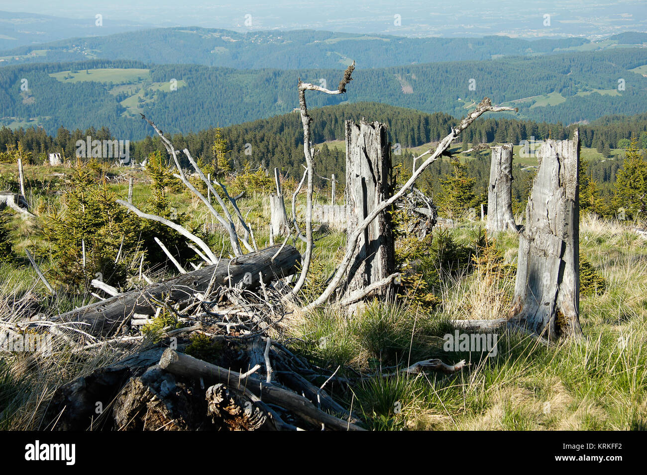 trees,tree trunks,tree line in the alps with blue sky Stock Photo - Alamy
