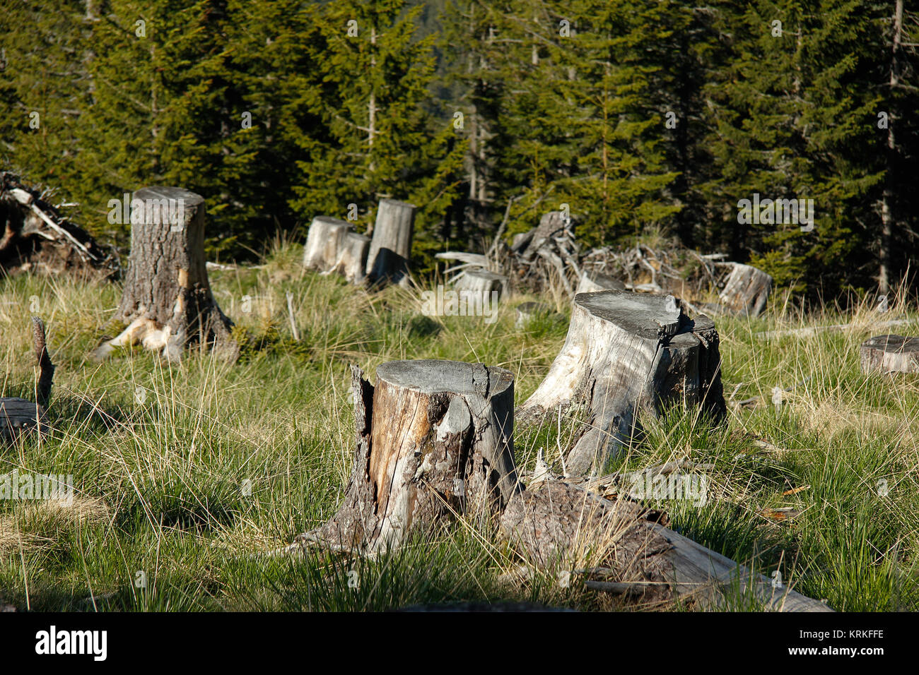 trees,tree trunks,tree line in the alps with blue sky Stock Photo - Alamy