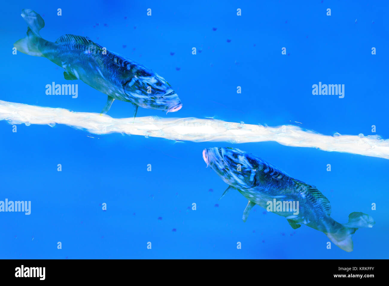 Two koi fish hi-res stock photography and images - Alamy