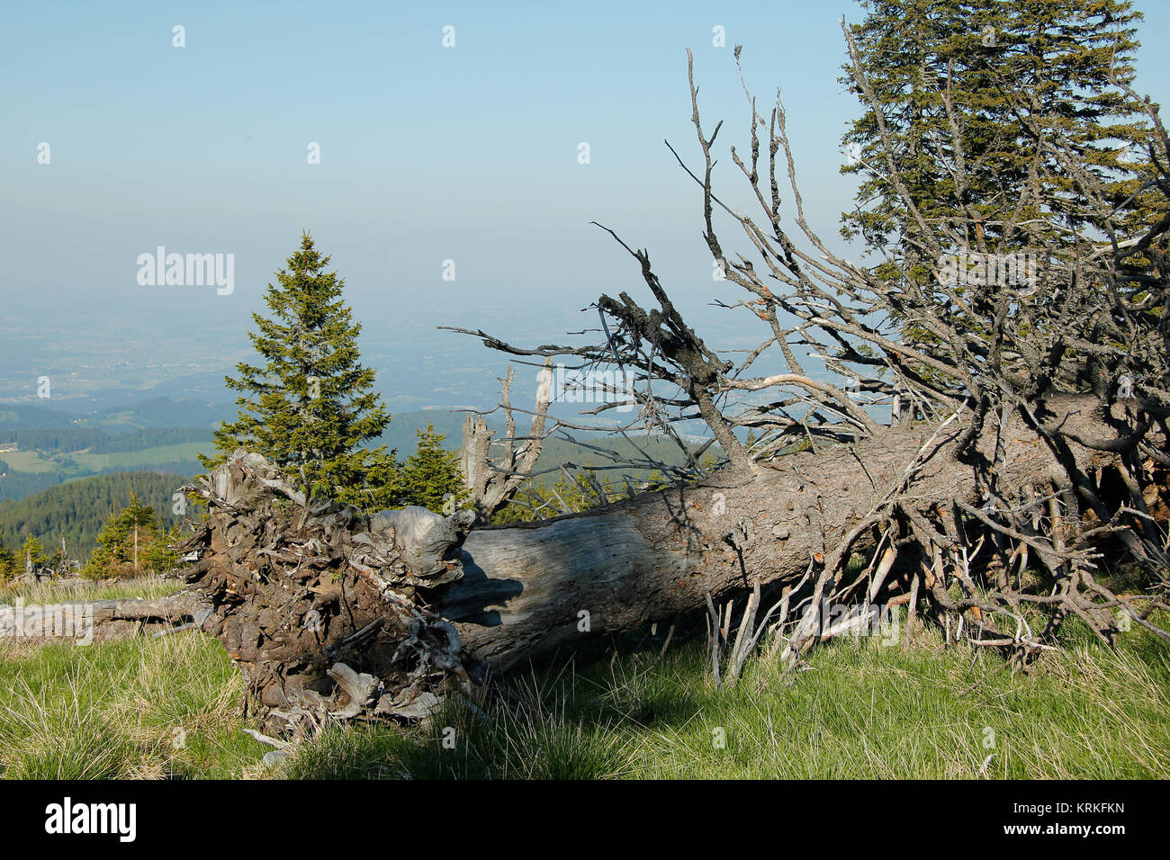 trees,tree trunks,tree line in the alps with blue sky Stock Photo - Alamy