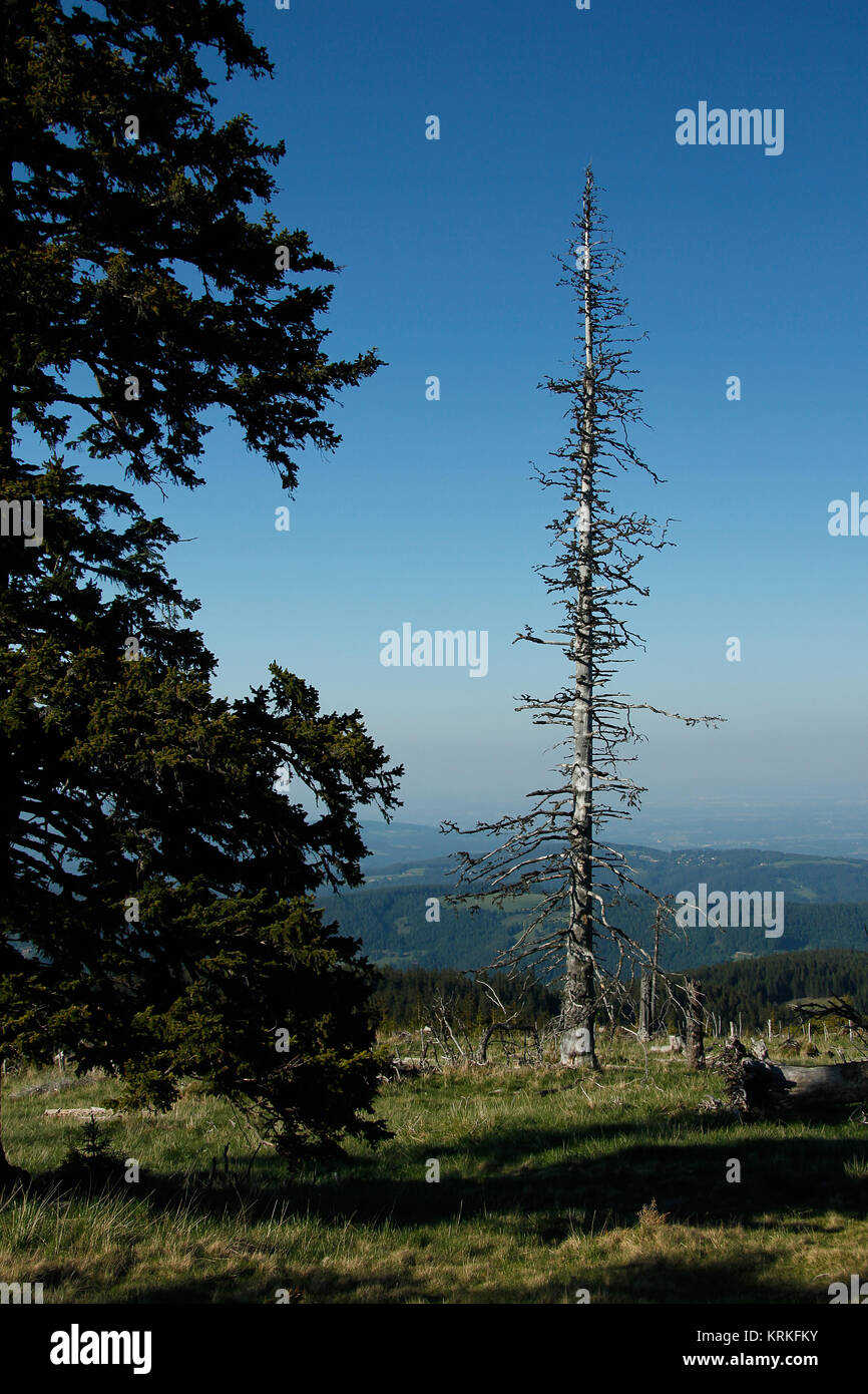 trees,tree trunks,tree line in the alps with blue sky Stock Photo - Alamy
