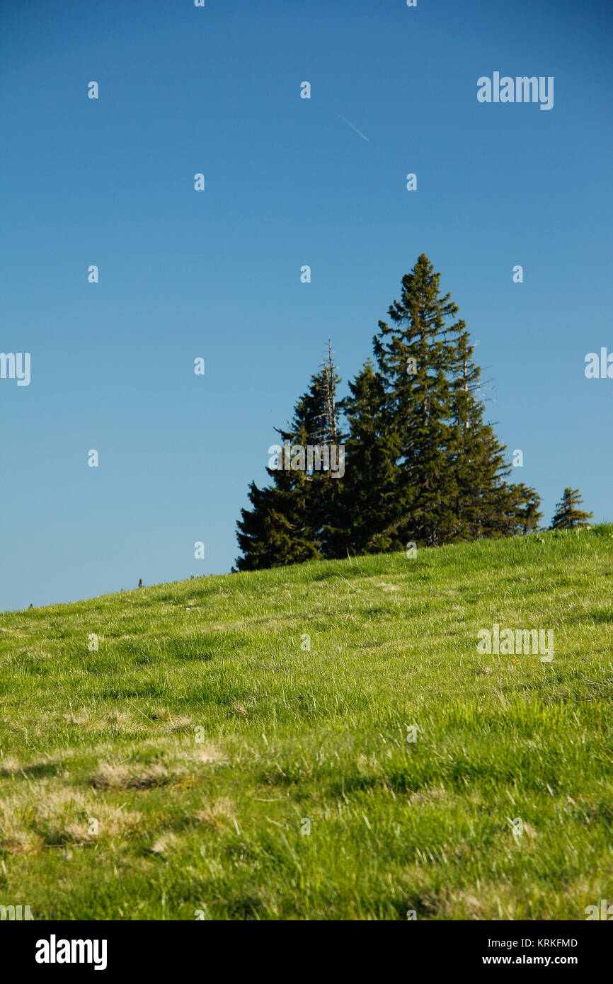trees,tree trunks,tree line in the alps with blue sky Stock Photo - Alamy