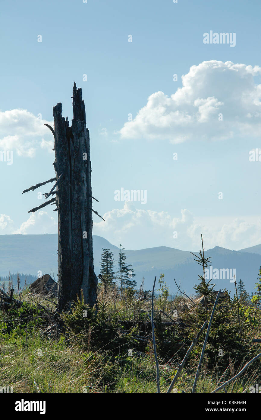 trees,tree trunks,tree line in the alps with blue sky Stock Photo - Alamy