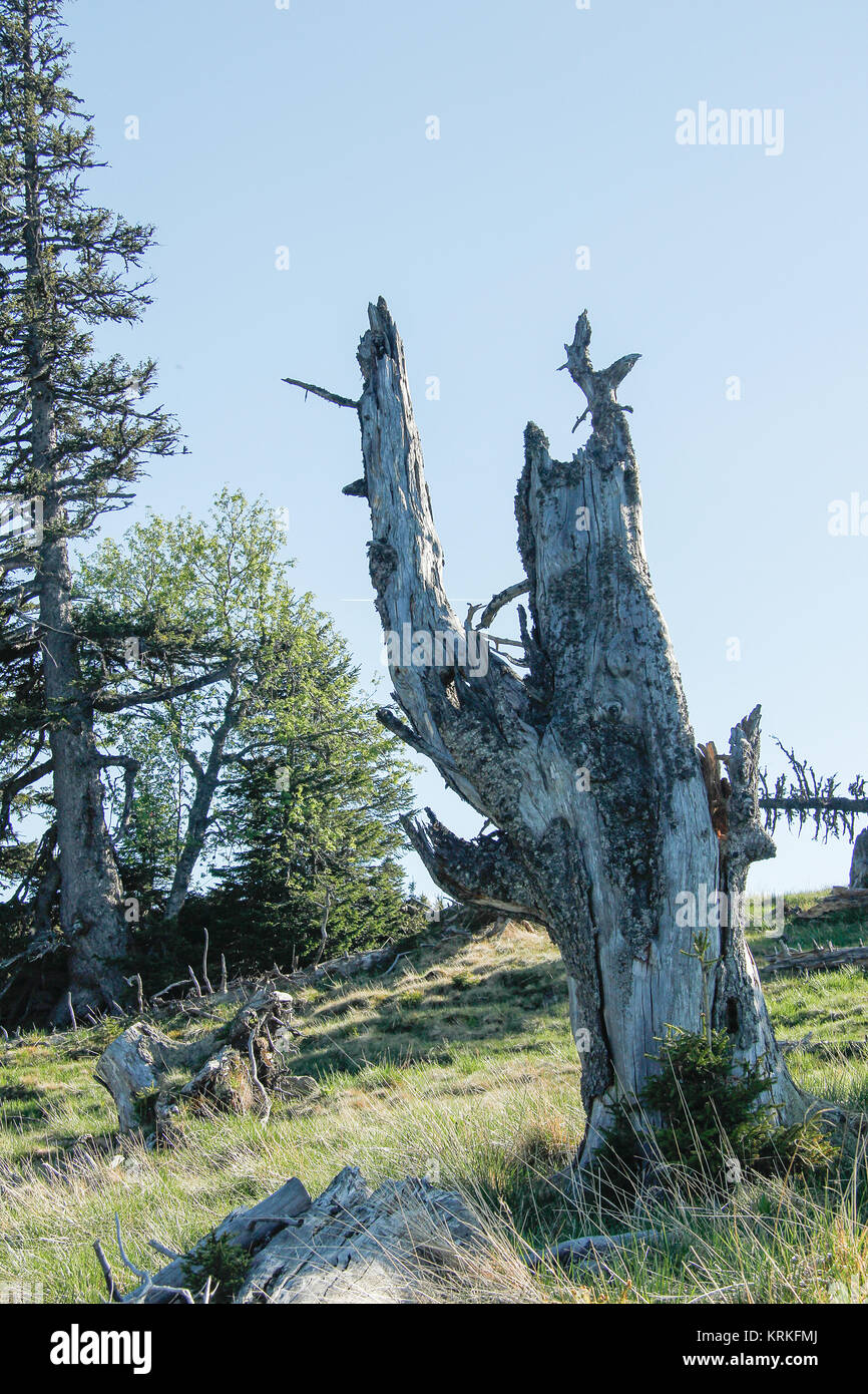 trees,tree trunks,tree line in the alps with blue sky Stock Photo - Alamy
