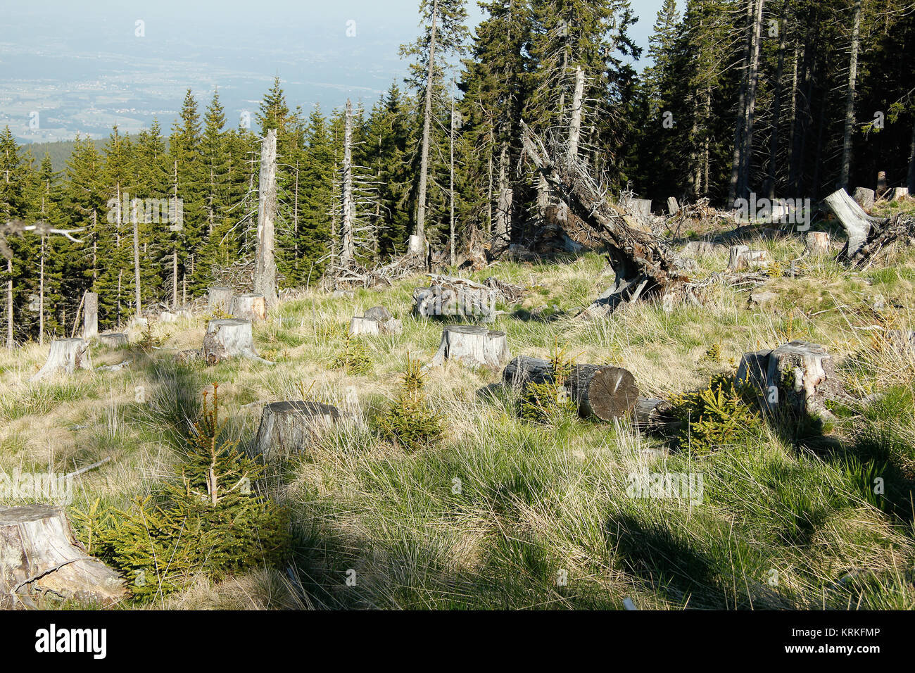 trees,tree trunks,tree line in the alps with blue sky Stock Photo - Alamy