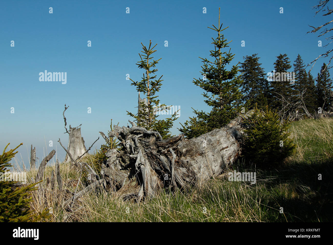 trees,tree trunks,tree line in the alps with blue sky Stock Photo - Alamy