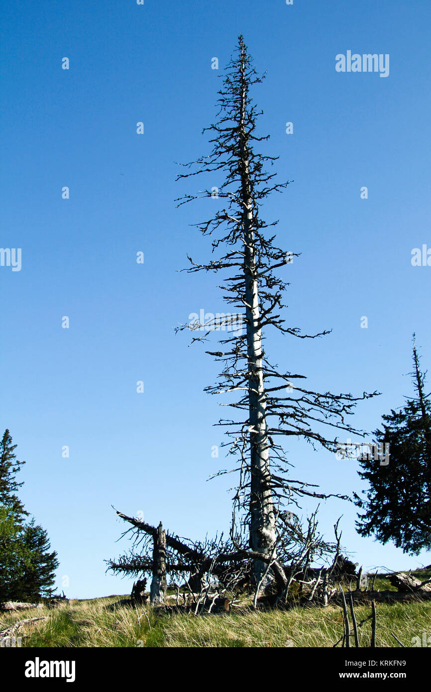 trees,tree trunks,tree line in the alps with blue sky Stock Photo - Alamy