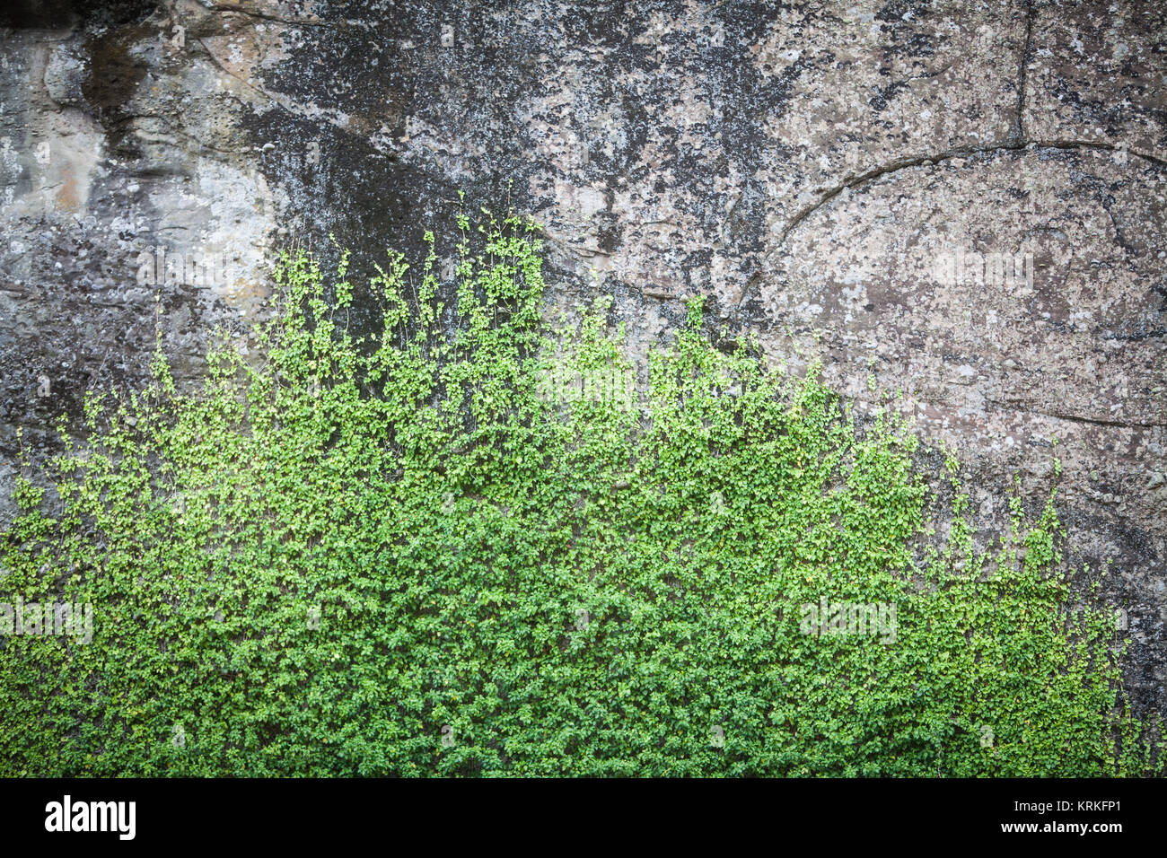 Plants growing on rock Stock Photo - Alamy