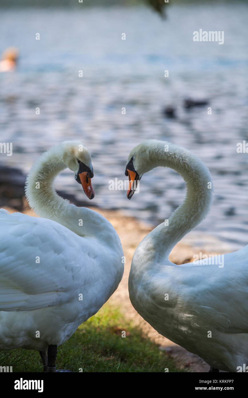 Two sans on a pond Stock Photo - Alamy