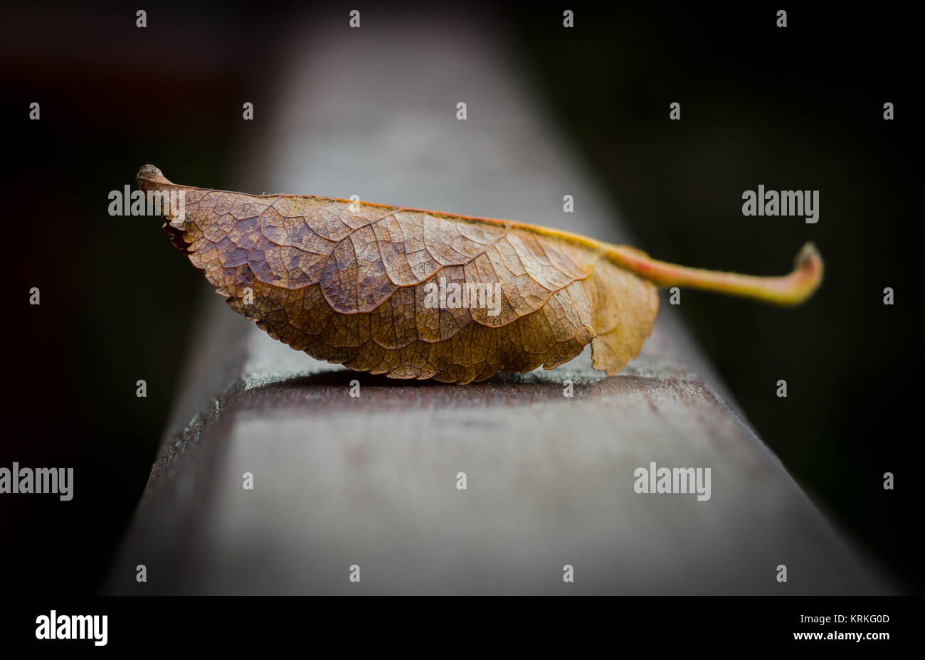 Fallen Autumn Leaf Resting on Balustrade Stock Photo - Alamy