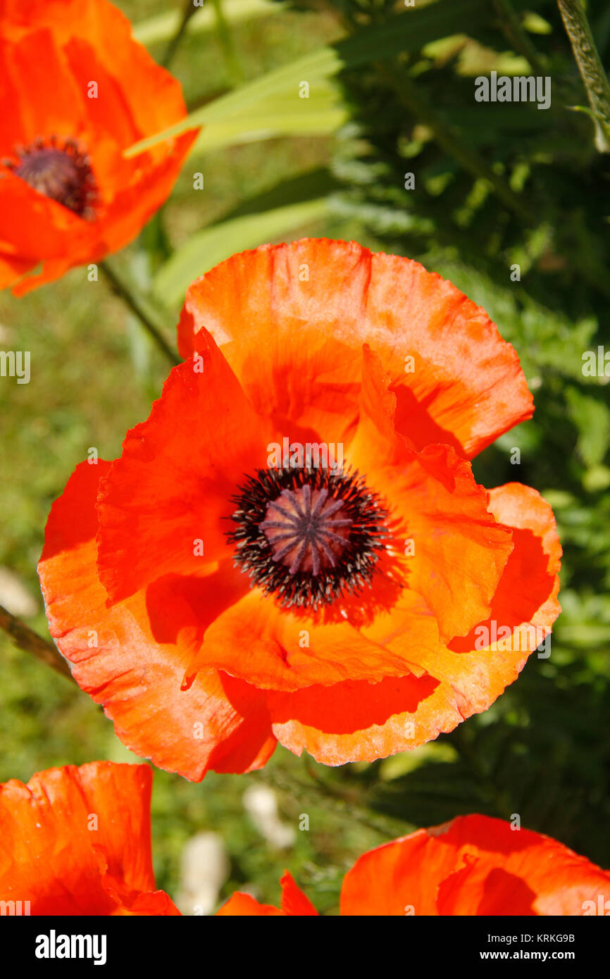 poppy in large format Stock Photo - Alamy