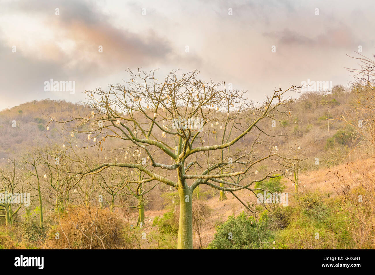 Exotic Tree at Meadow Santa Elena Ecuador Stock Photo - Alamy