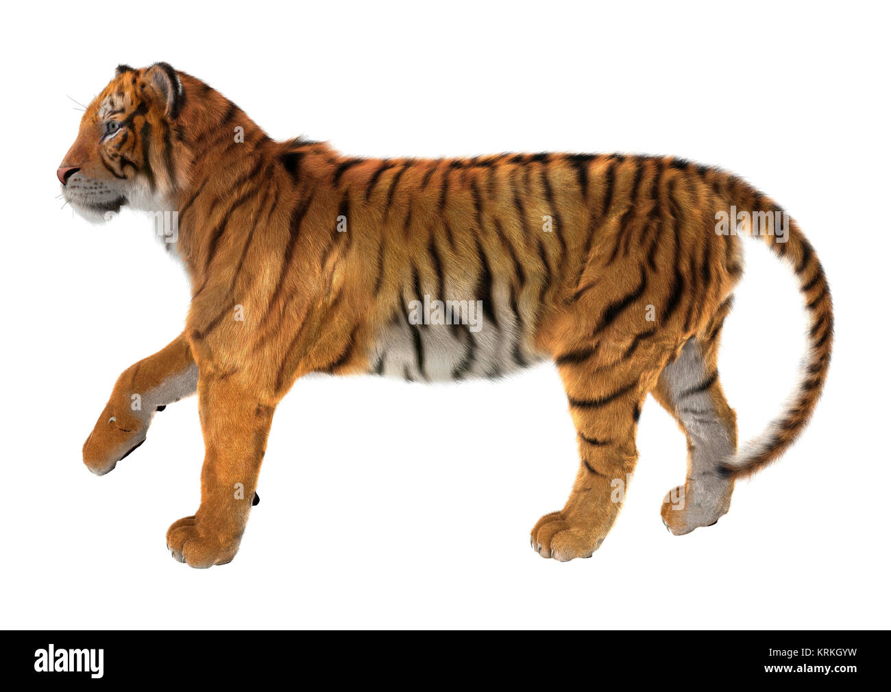 Tiger walk Cut Out Stock Images & Pictures - Alamy