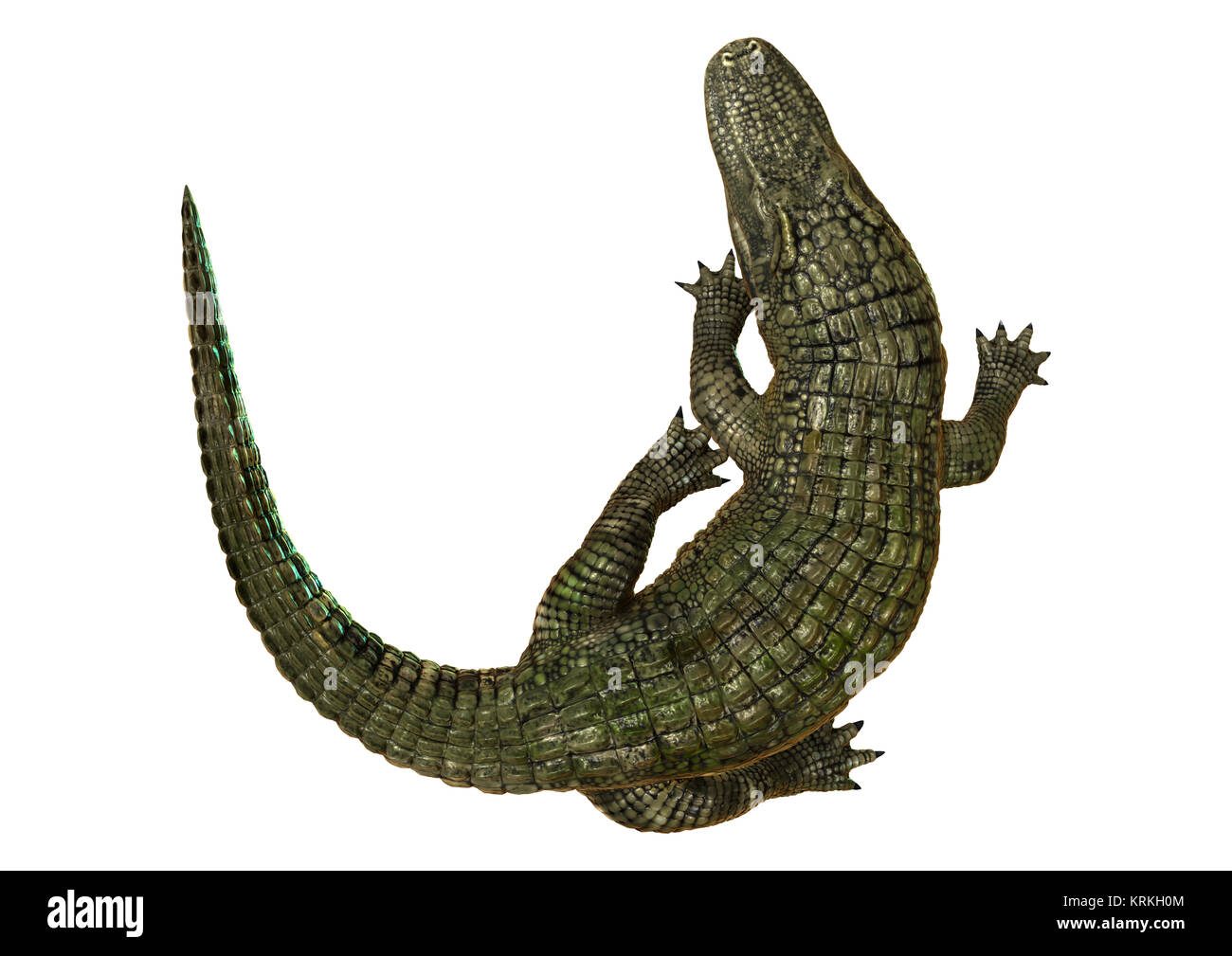 Powerful alligator teeth Cut Out Stock Images & Pictures - Alamy