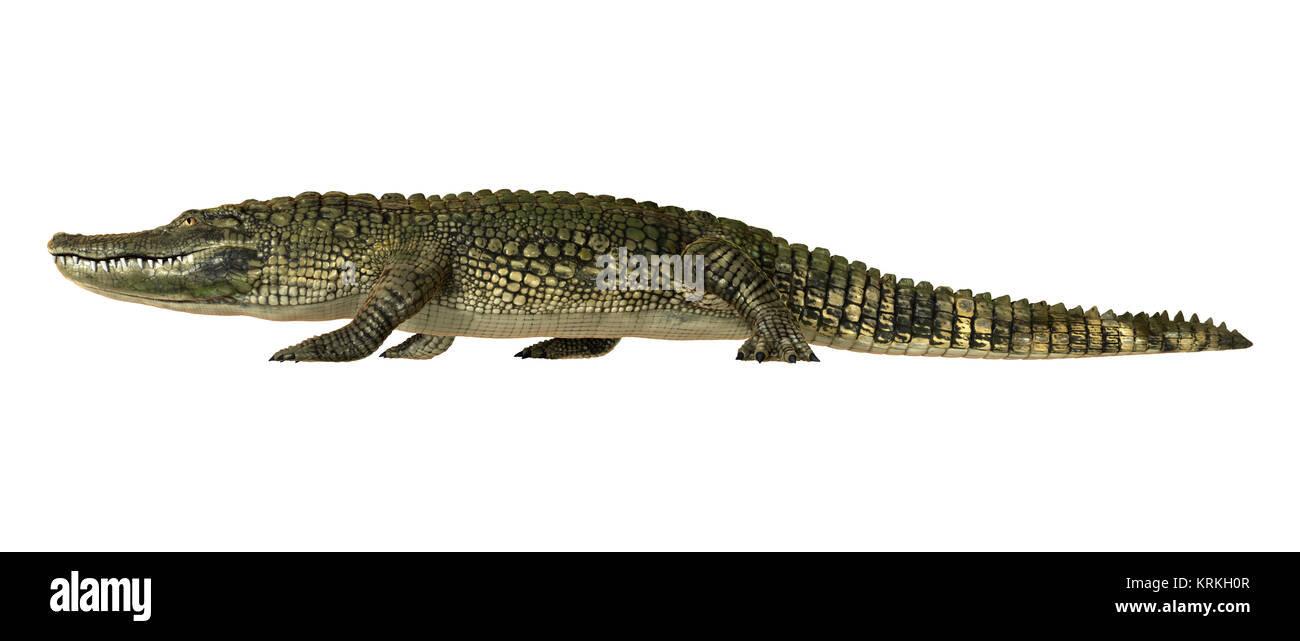 Powerful alligator teeth Cut Out Stock Images & Pictures - Alamy