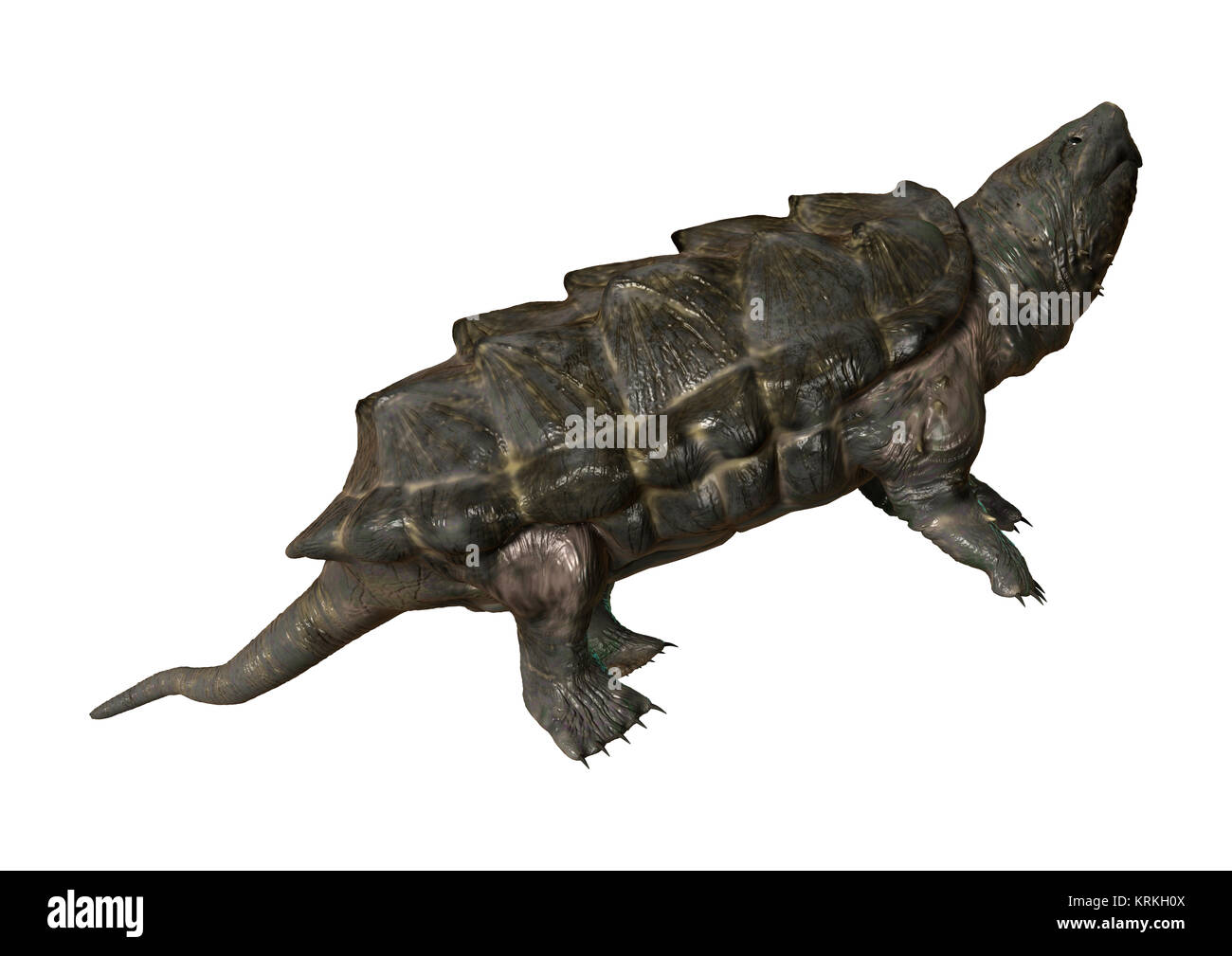 Alligator Snapping Turtle Stock Photo - Alamy