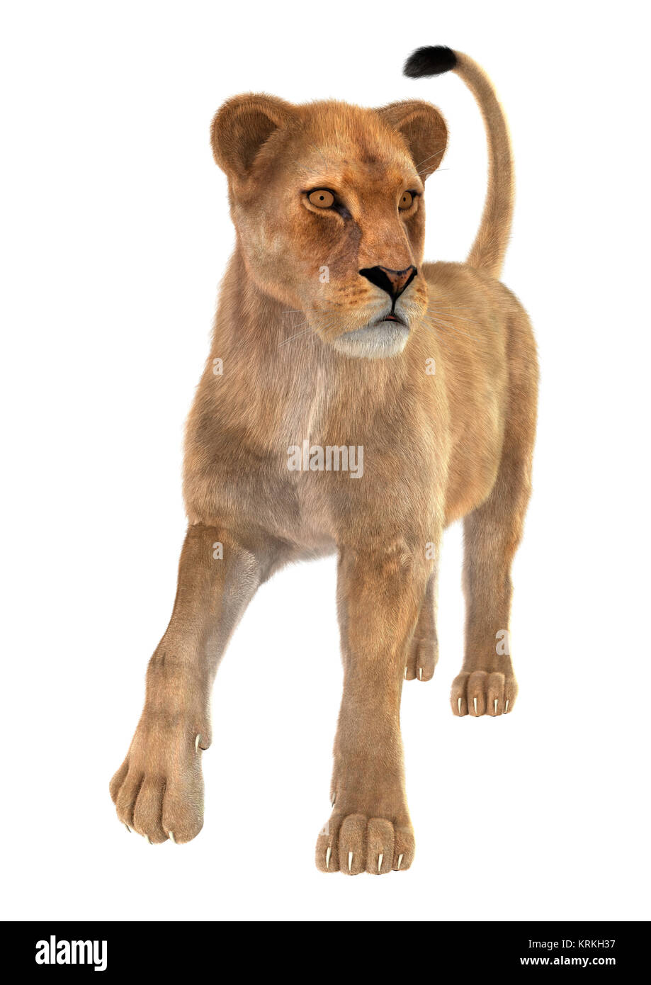 African female lion walking Cut Out Stock Images & Pictures - Alamy