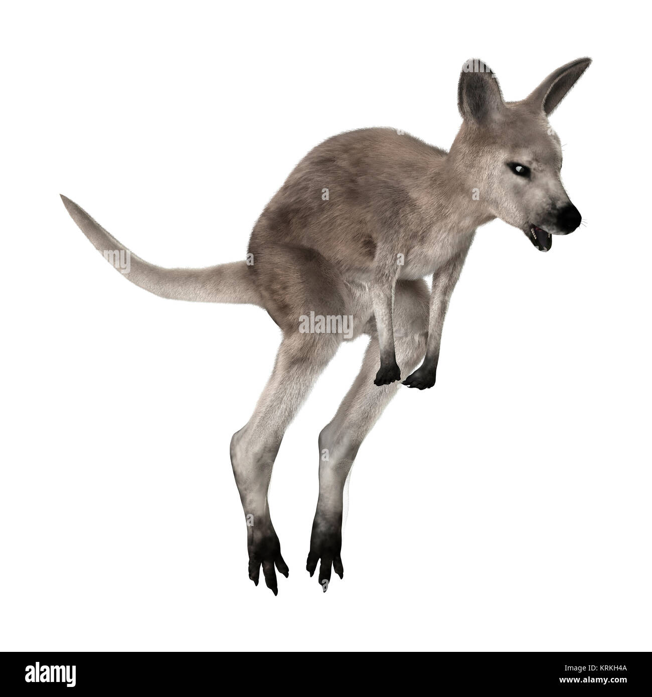 Kangaro hi-res stock photography and images - Alamy