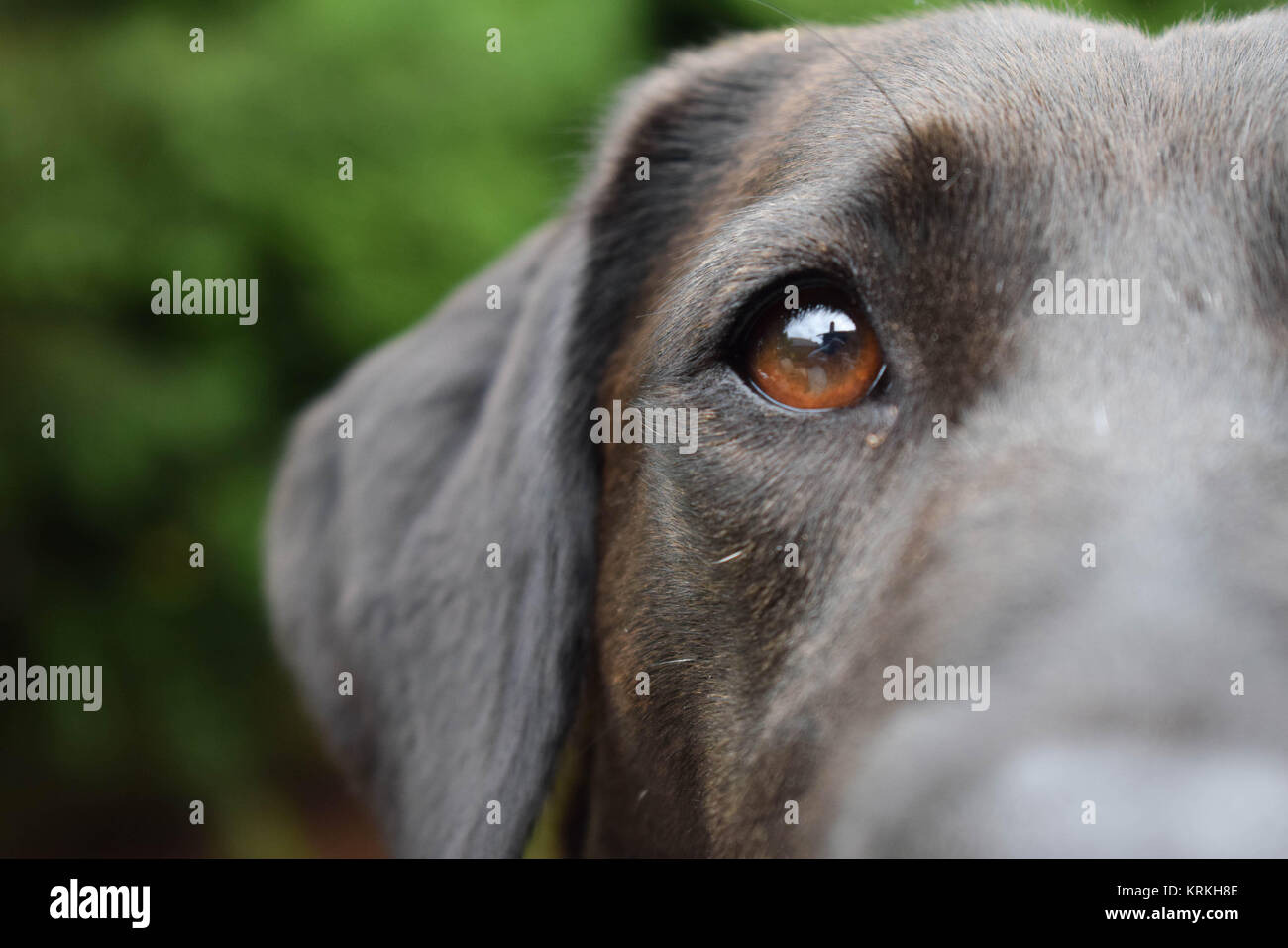 Close up of a black dog showing one side of its face with a green ...