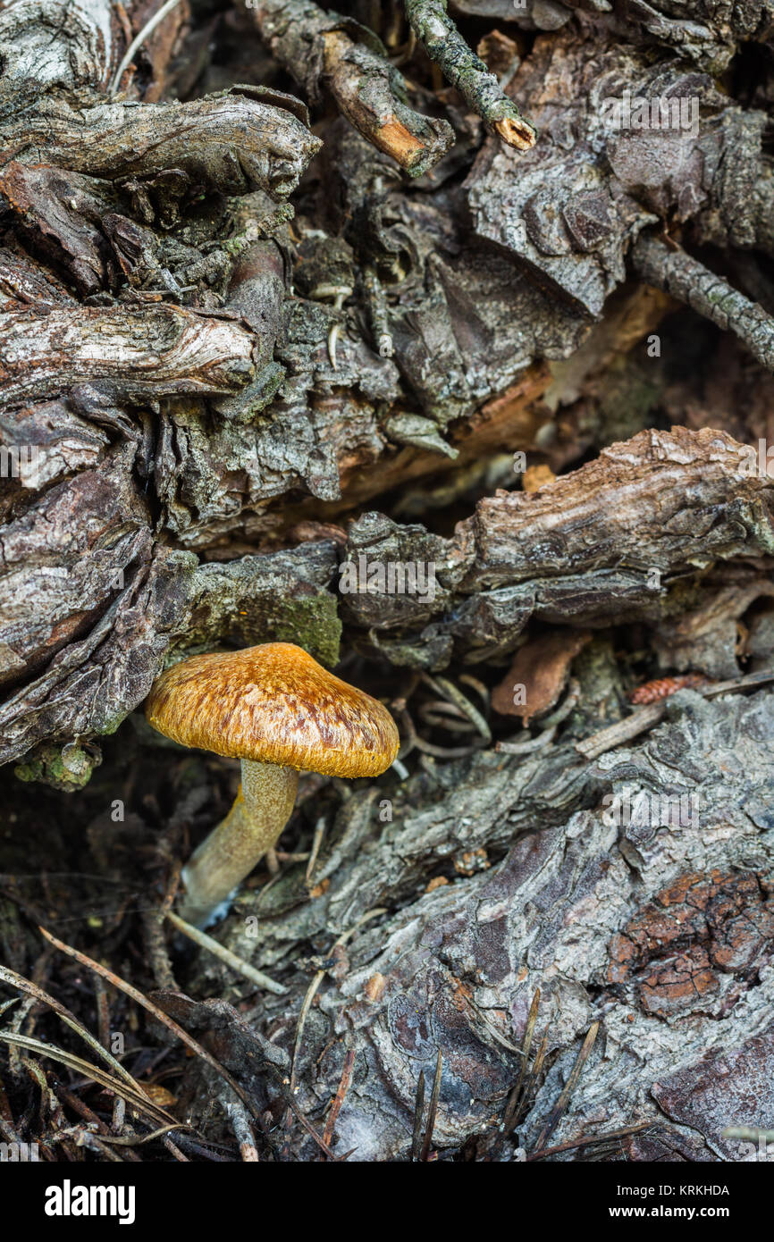 Mushroom growing on dead wood hi-res stock photography and images - Alamy