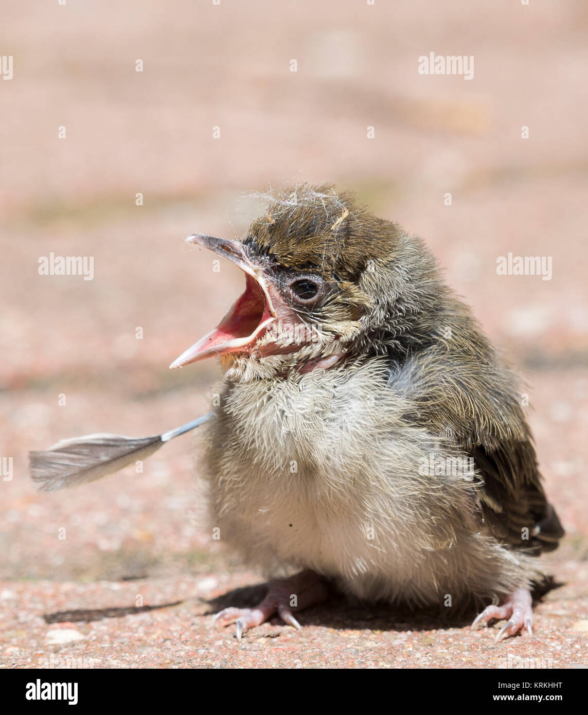 New sparrow birds hi-res stock photography and images - Alamy