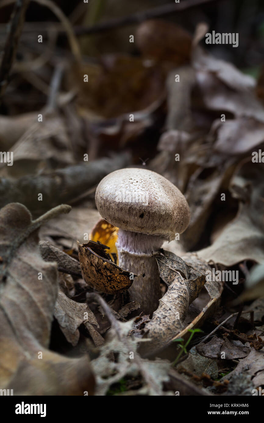 Seta hongo mushroom hi-res stock photography and images - Alamy