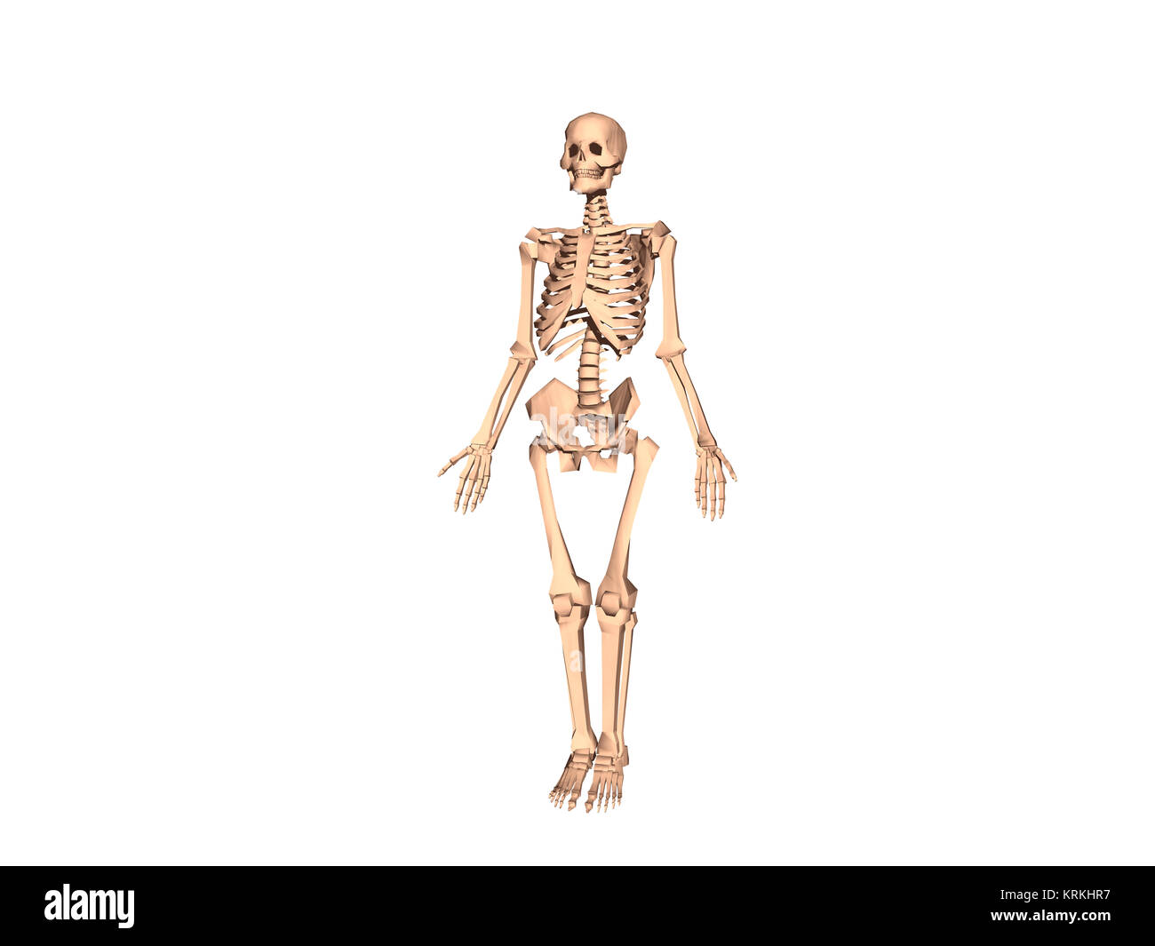 Pelvis skeleton Cut Out Stock Images & Pictures - Alamy