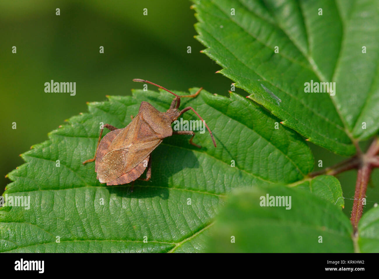 leather bug (coreus marginatus Stock Photo - Alamy