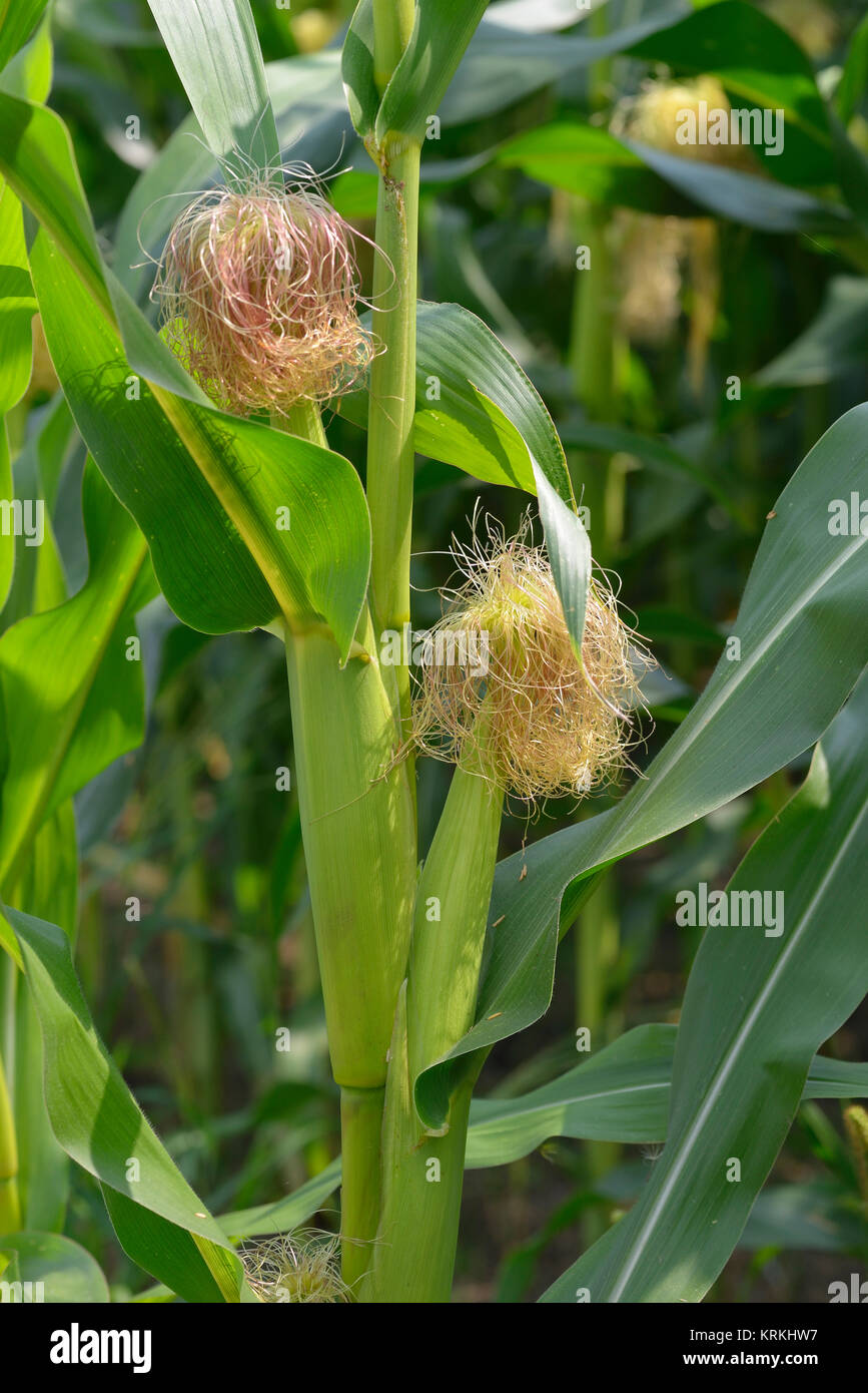 Genetic engineering corn hi-res stock photography and images - Alamy