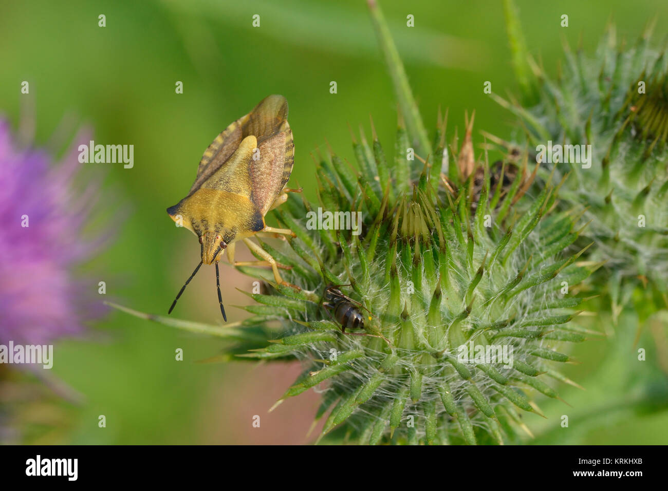 northern fruit bug Stock Photo - Alamy